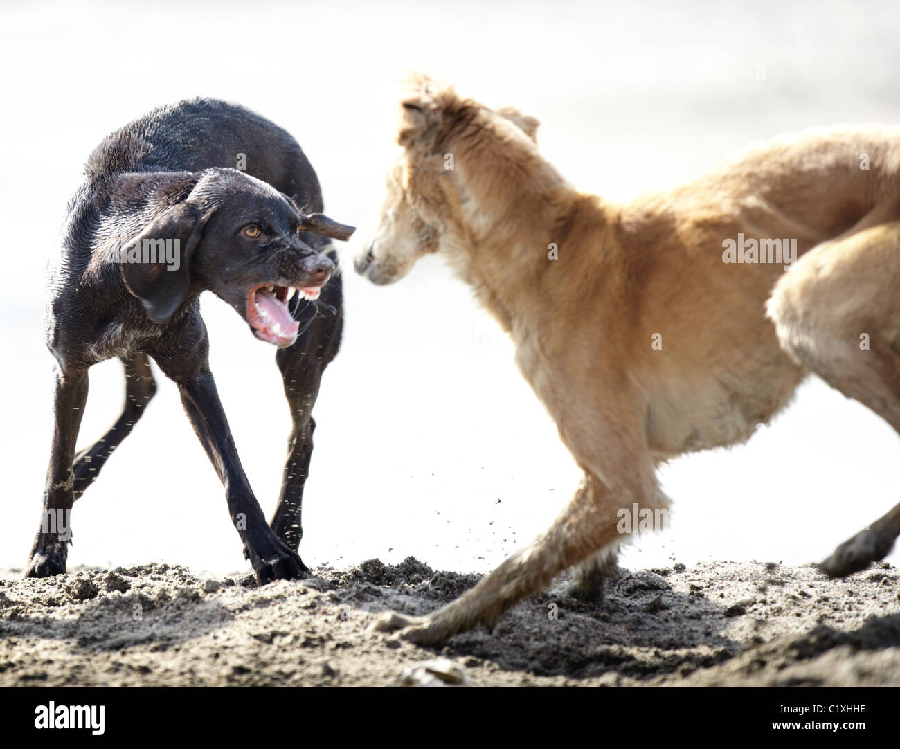 Short haired fighting dog hi-res stock photography and images - Alamy