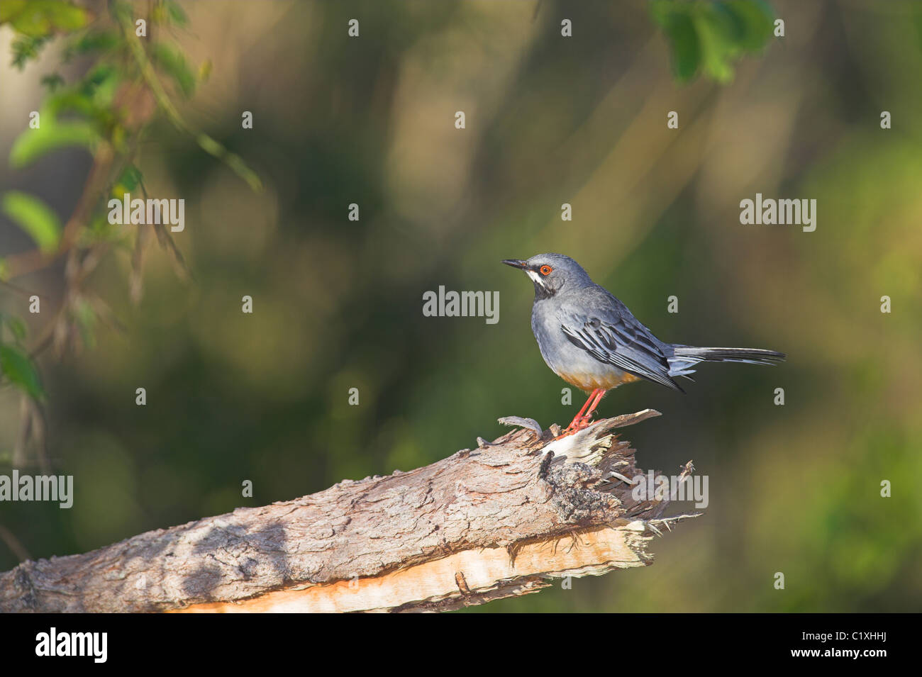 Red-legged Thrush Turdus plumbeus Stock Photo - Alamy