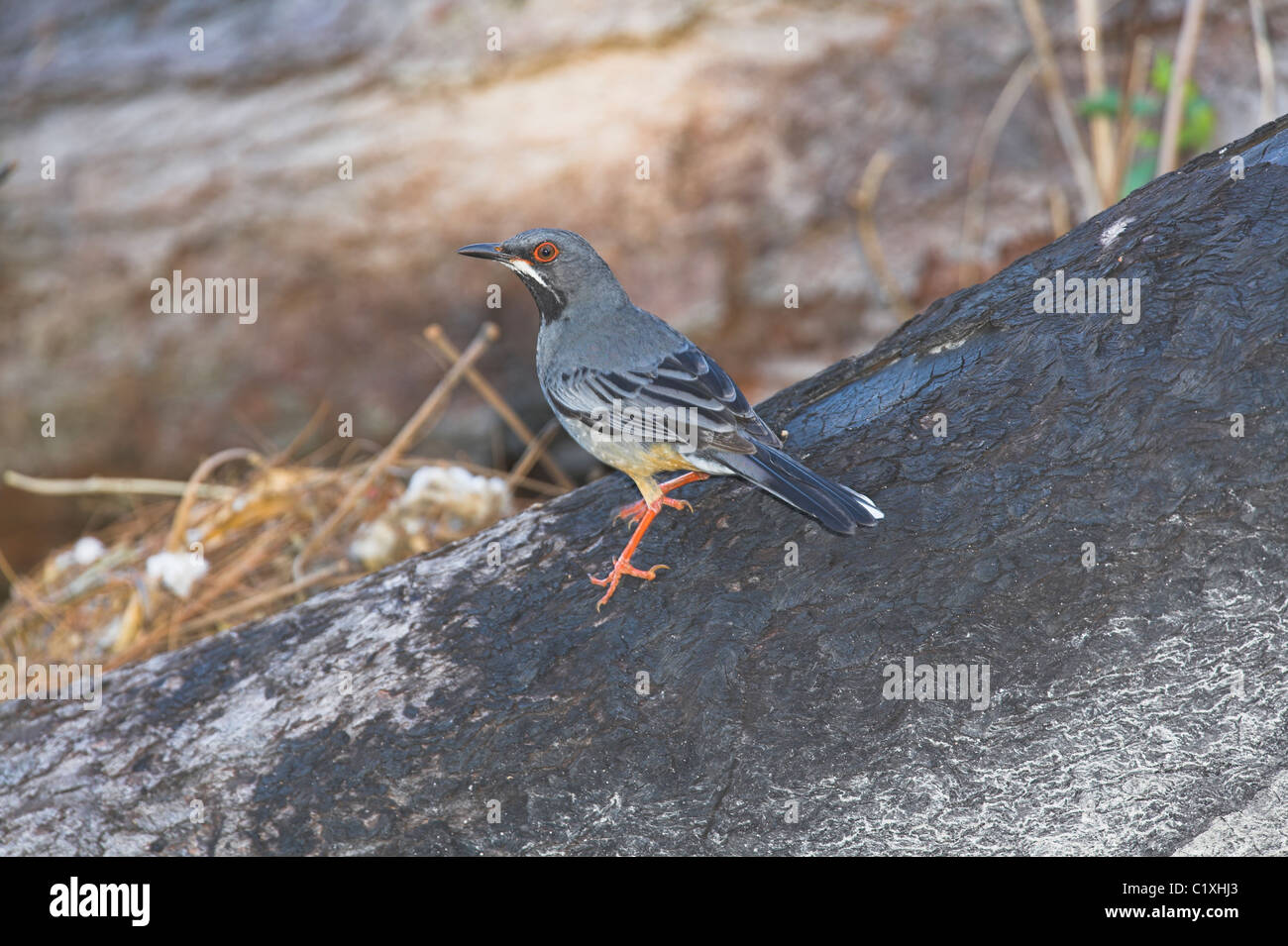 Red-legged Thrush Turdus plumbeus Stock Photo - Alamy