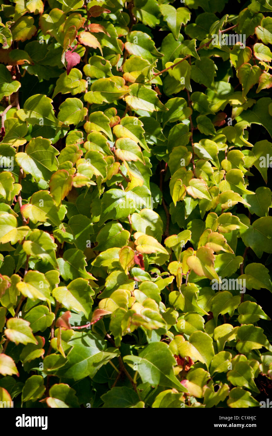 View of a hedera helix climbing a wall Stock Photo - Alamy
