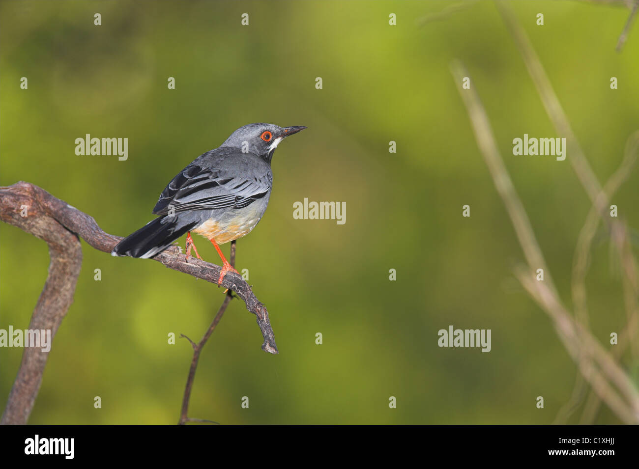 Red-legged Thrush Turdus plumbeus Stock Photo - Alamy