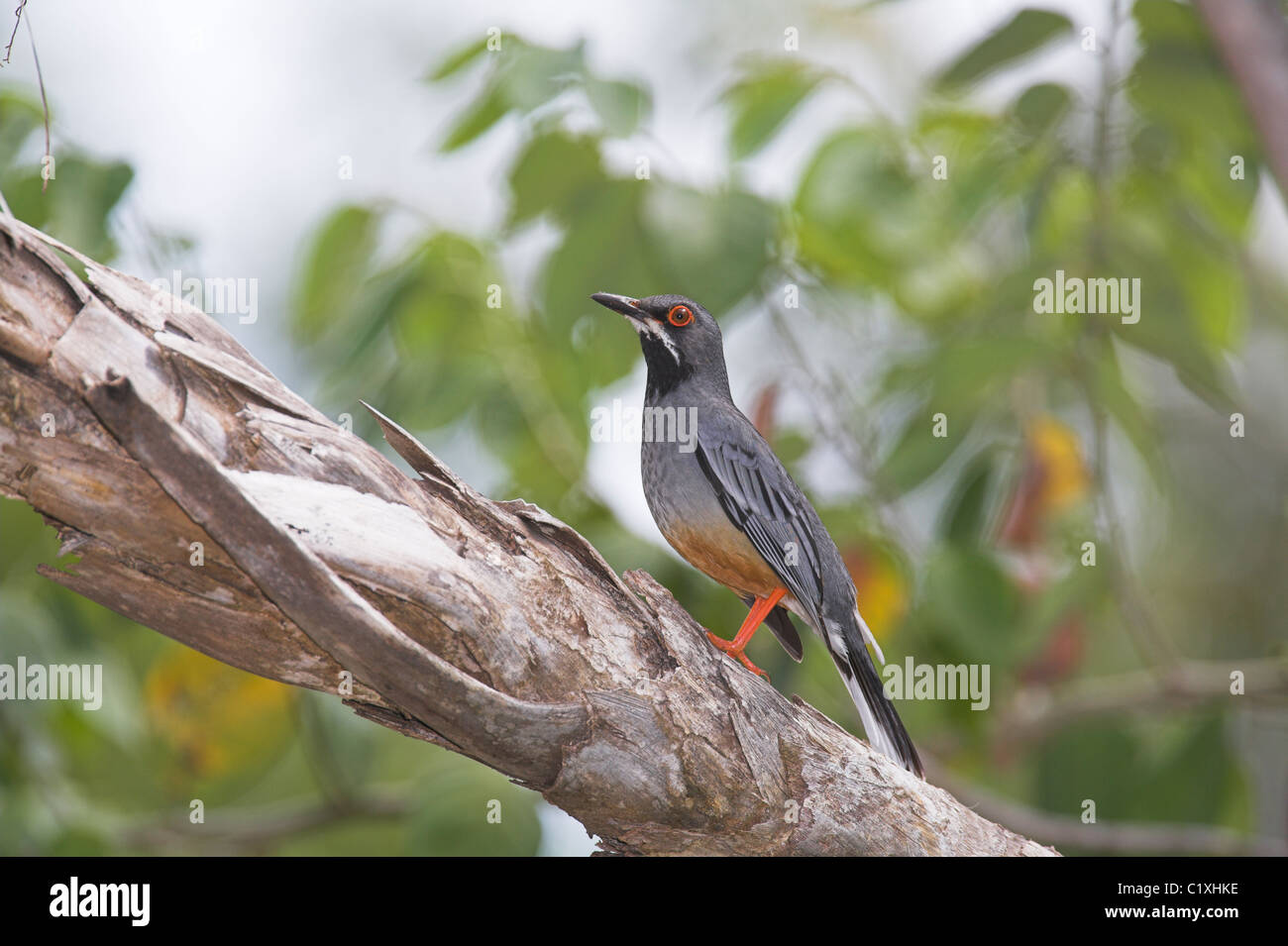 Red-legged Thrush Turdus plumbeus Stock Photo - Alamy