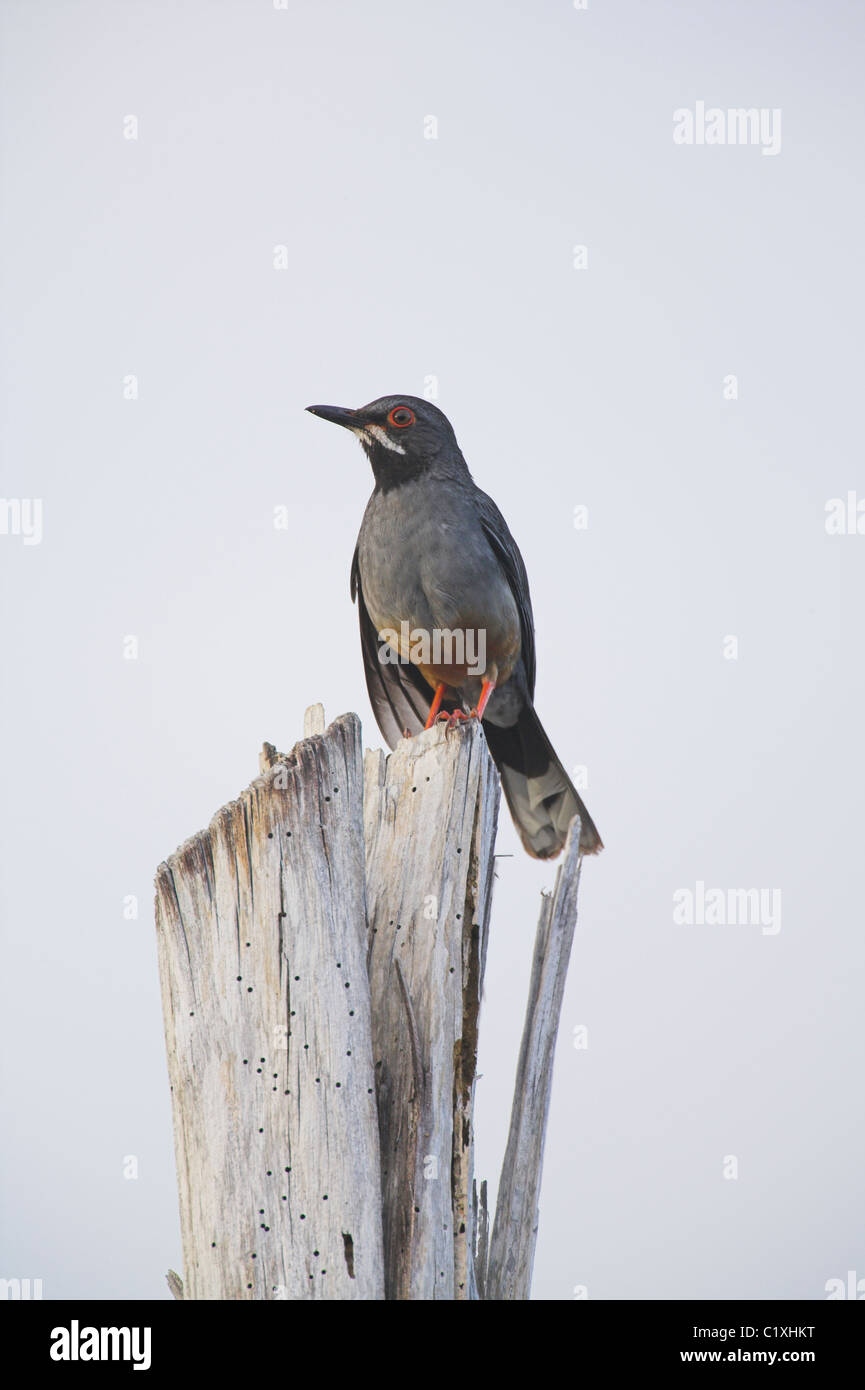 Red legged thrush hi-res stock photography and images - Alamy