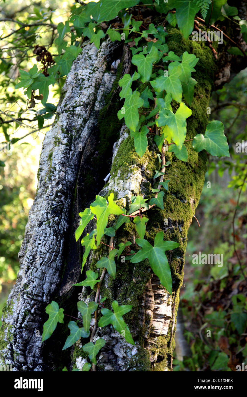 view of a poison ivy crawling a tree Stock Photo - Alamy