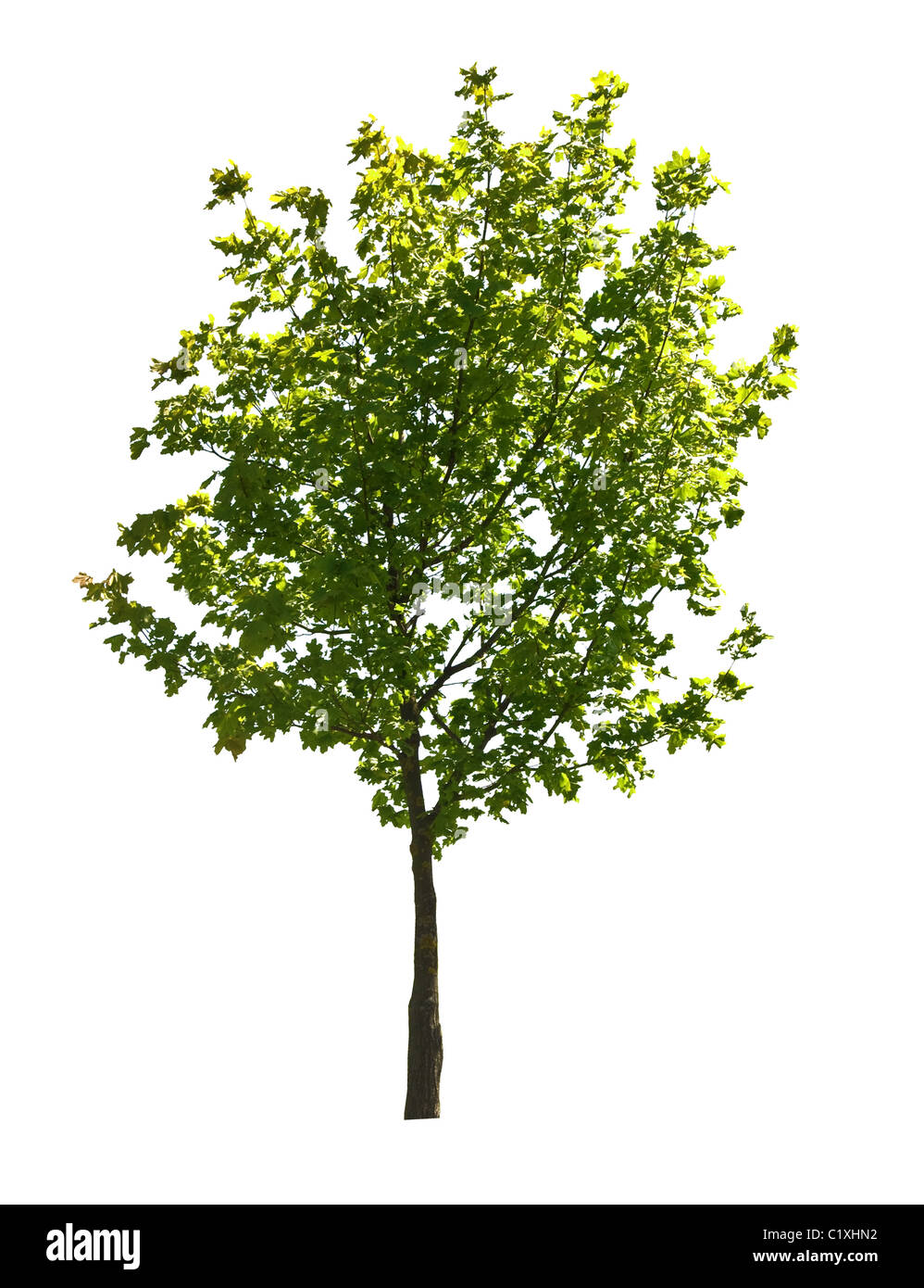 green tree isolated on white Stock Photo - Alamy