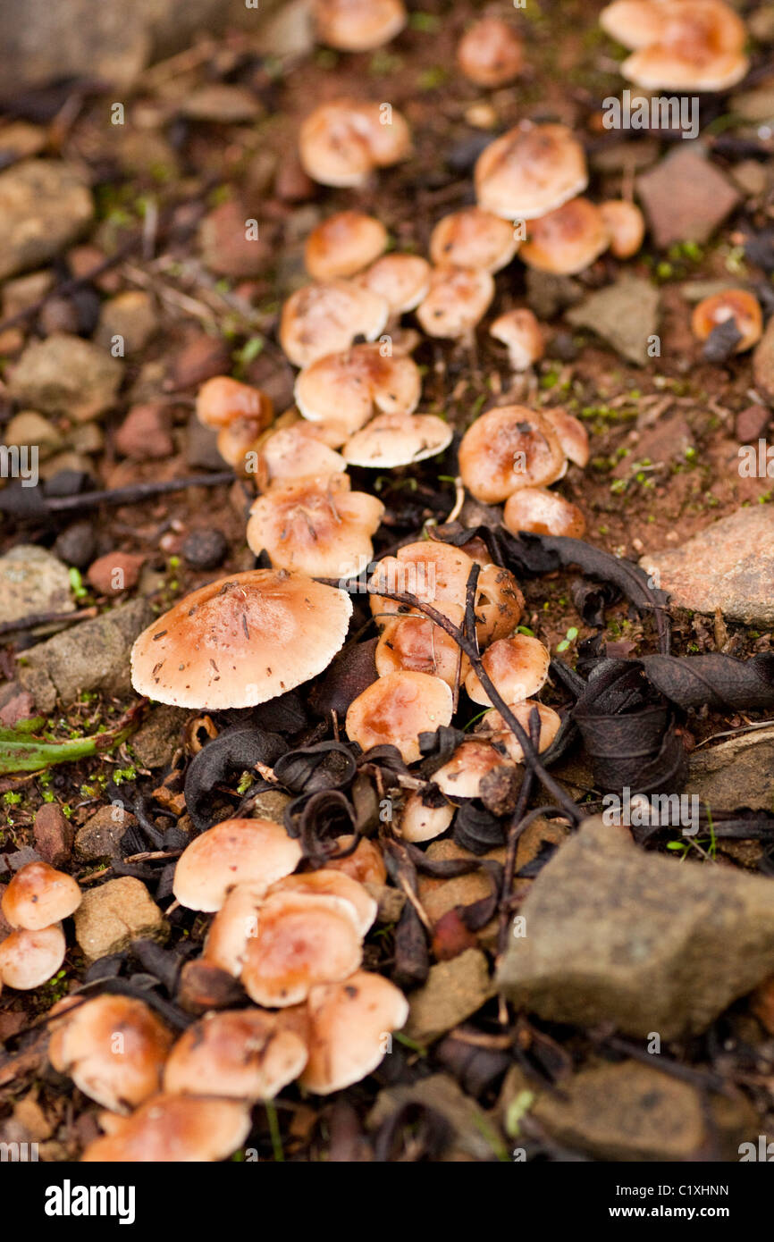 Top view of a cluster of mountain brown mushrooms Stock Photo - Alamy