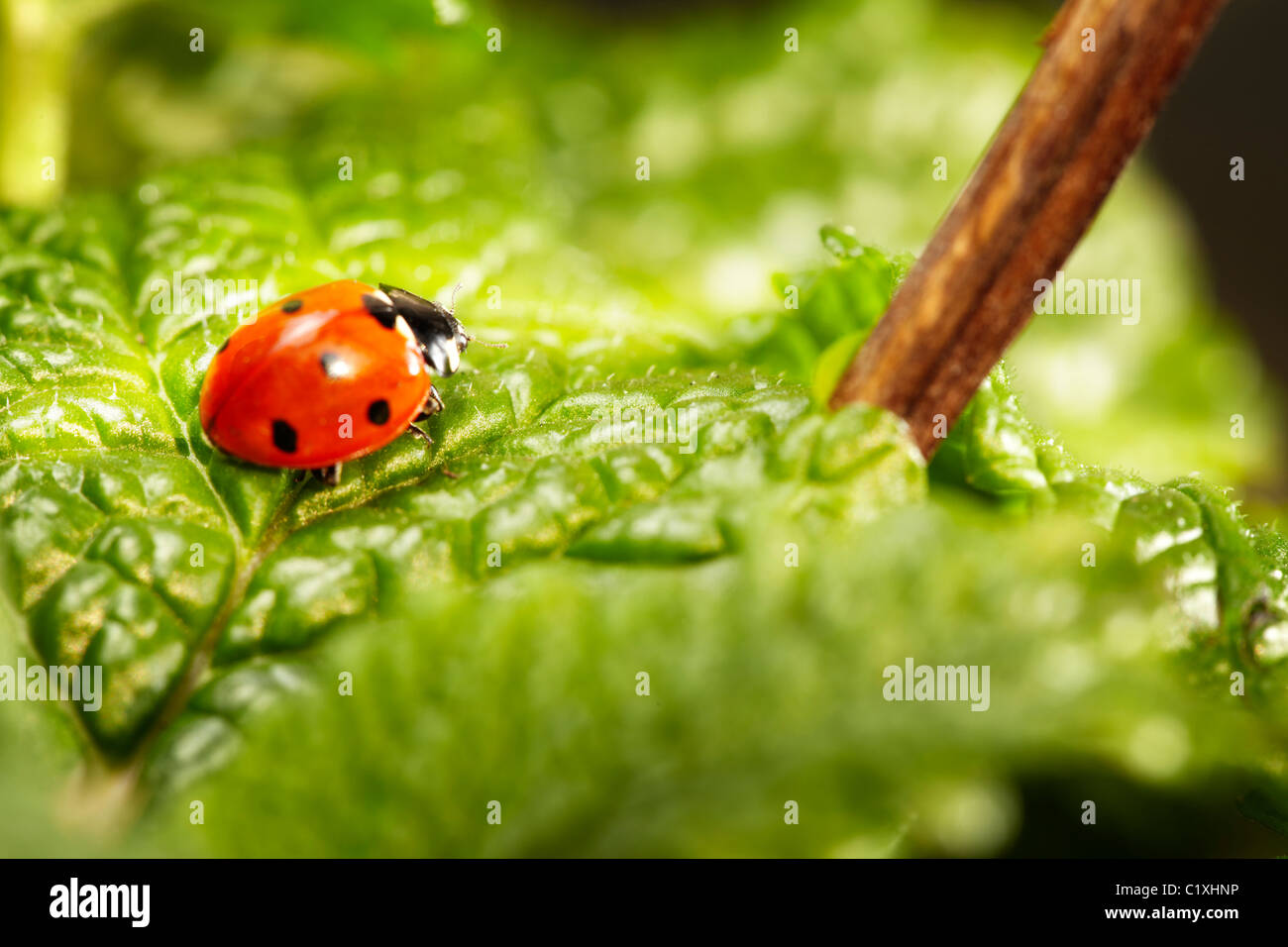 English ladybird hi-res stock photography and images - Alamy