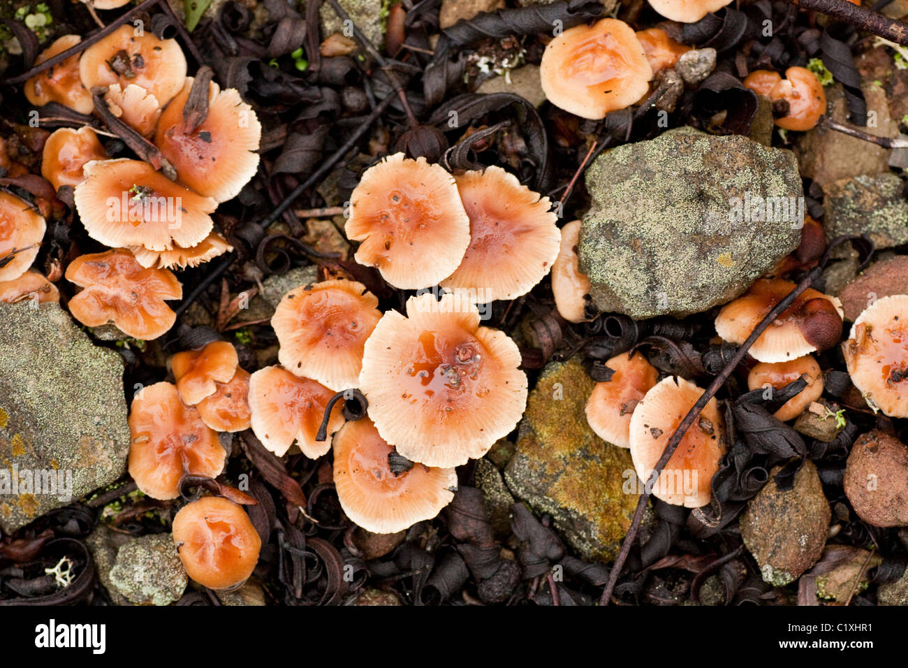 Top view of a cluster of mountain brown mushrooms Stock Photo - Alamy