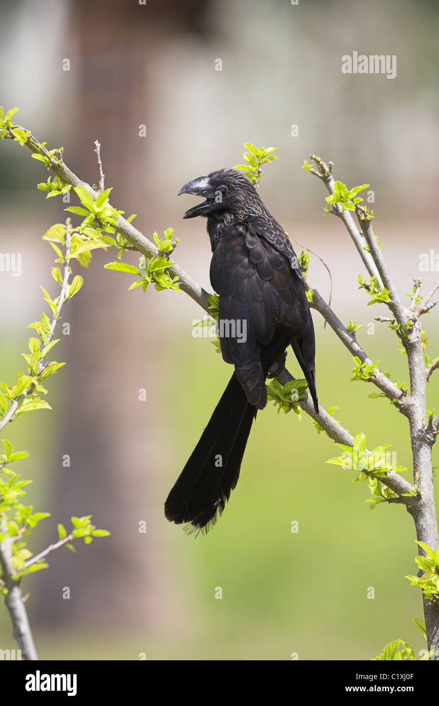 Smooth billed ani bird hi-res stock photography and images - Alamy