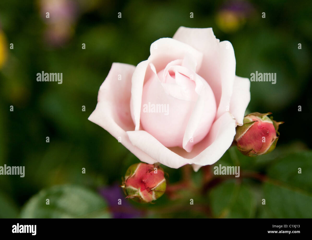 Flower rose on dark background in garden Stock Photo - Alamy