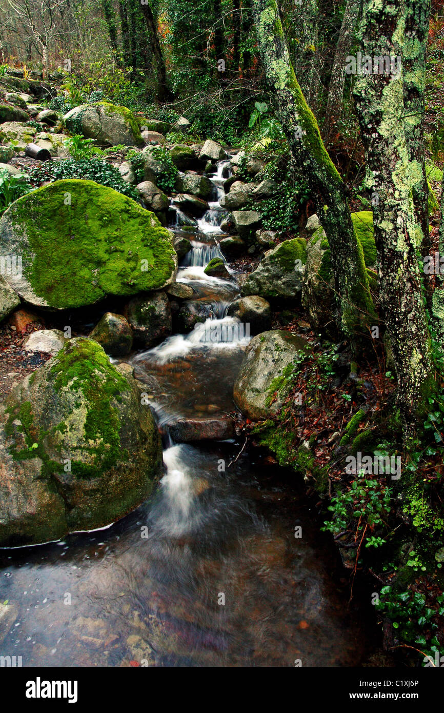 View of a stream of fresh mountain water on a lush green forest Stock ...