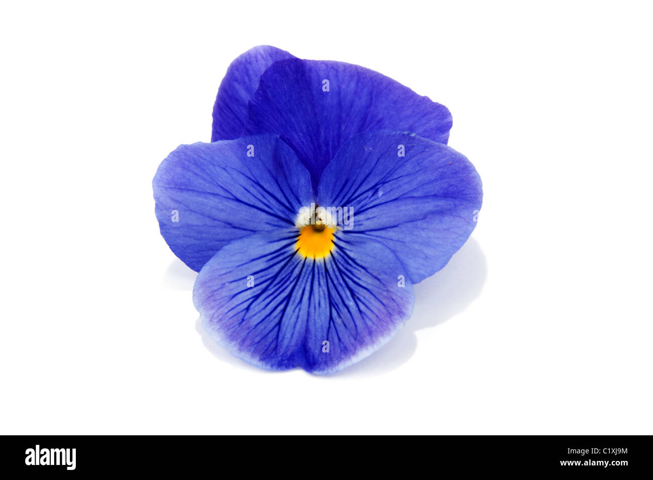 One flower with petal insulated on white background Stock Photo - Alamy