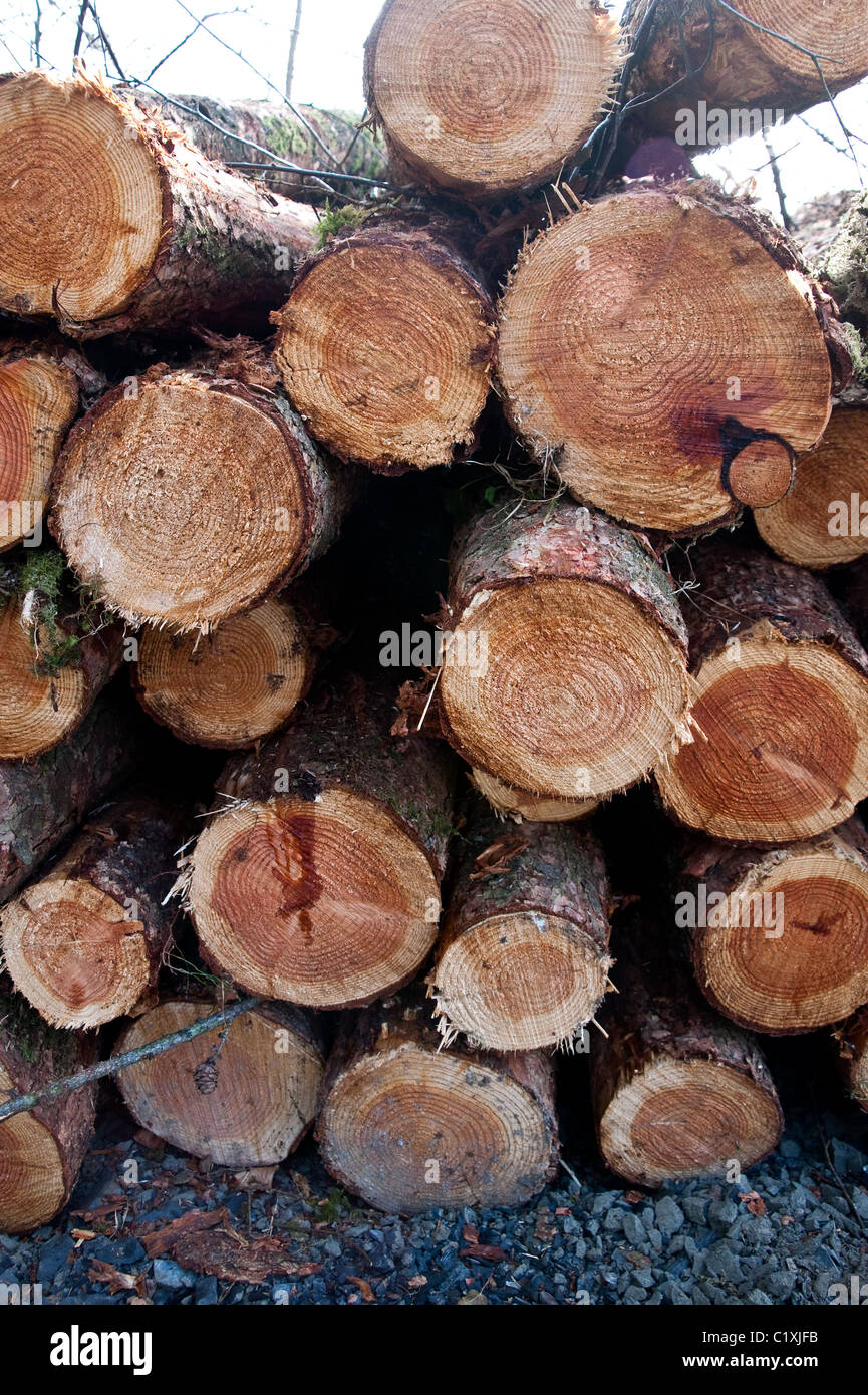 Stacks of freshly-cut logs, following felling in a Forestry Commission ...