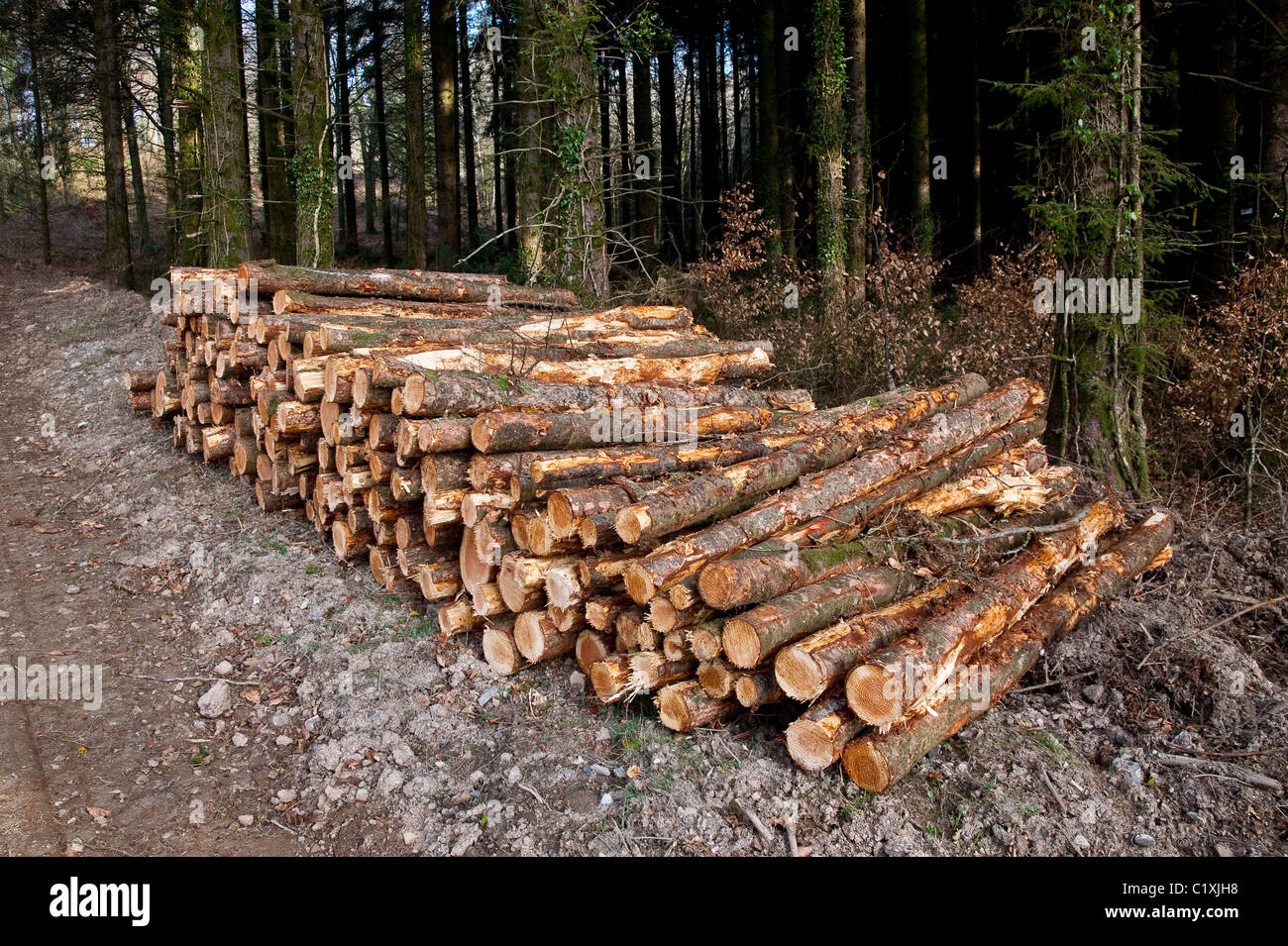 Stacks of freshly-cut logs, following felling in a Forestry Commission ...