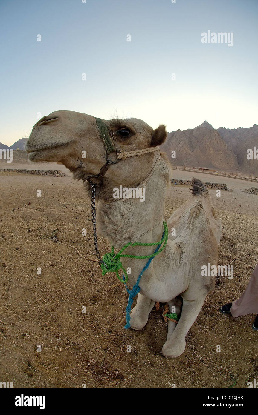 One humped arabian camel hi-res stock photography and images - Alamy