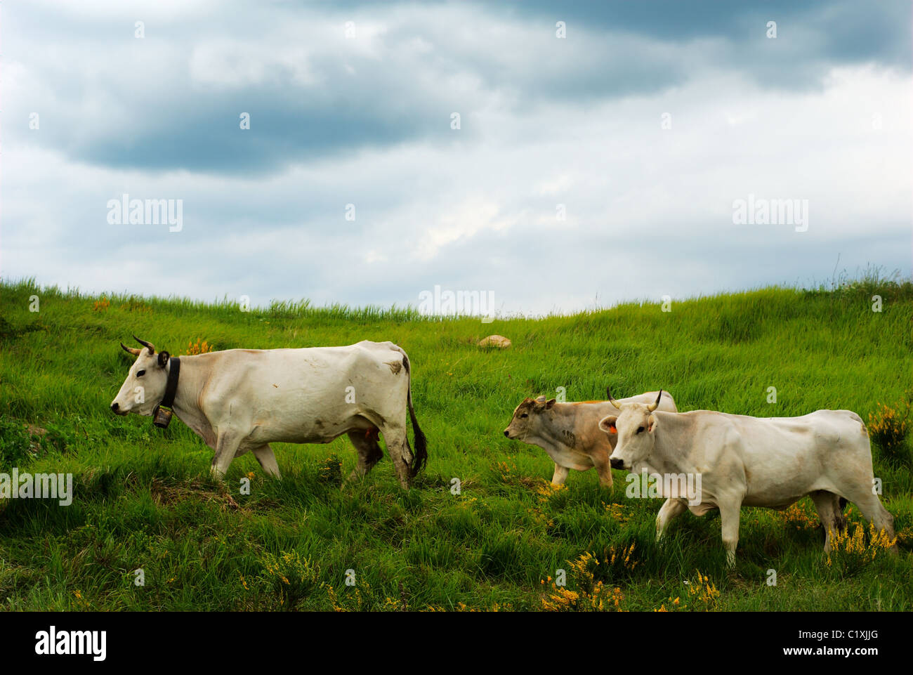 Cattle migration hi-res stock photography and images - Alamy