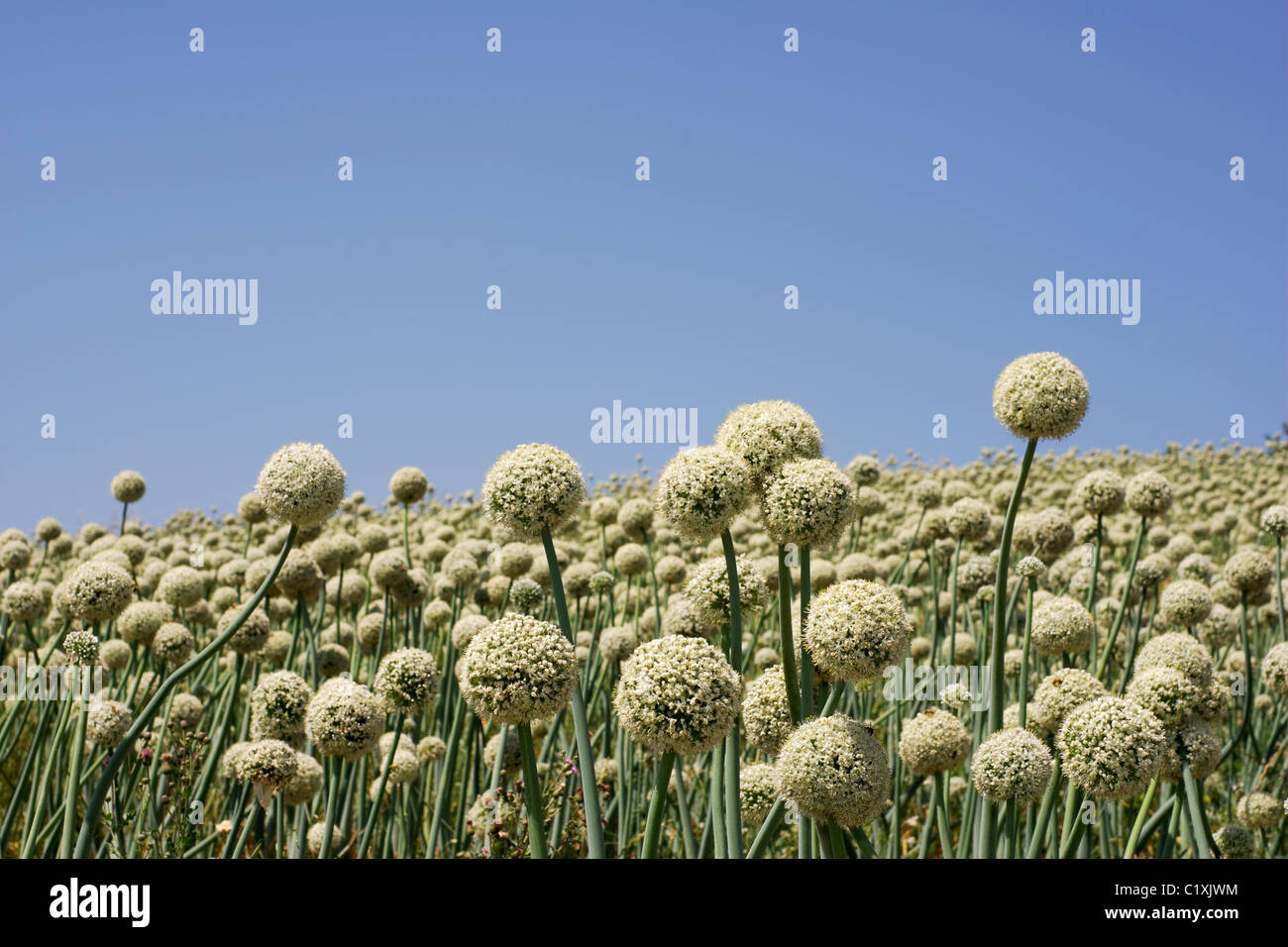 Field of spherical white onion flowers Stock Photo - Alamy