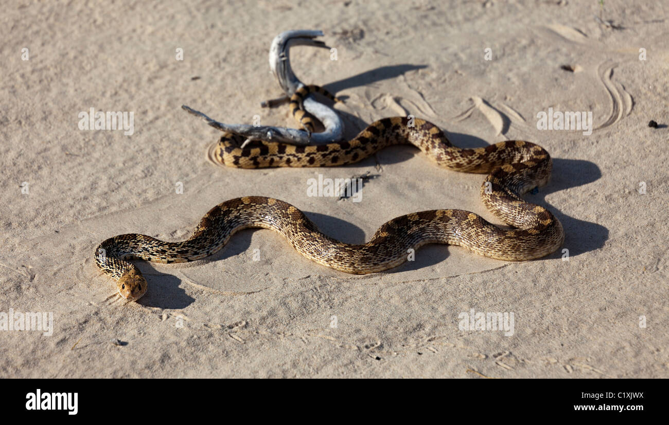 Bullsnake hi-res stock photography and images - Alamy