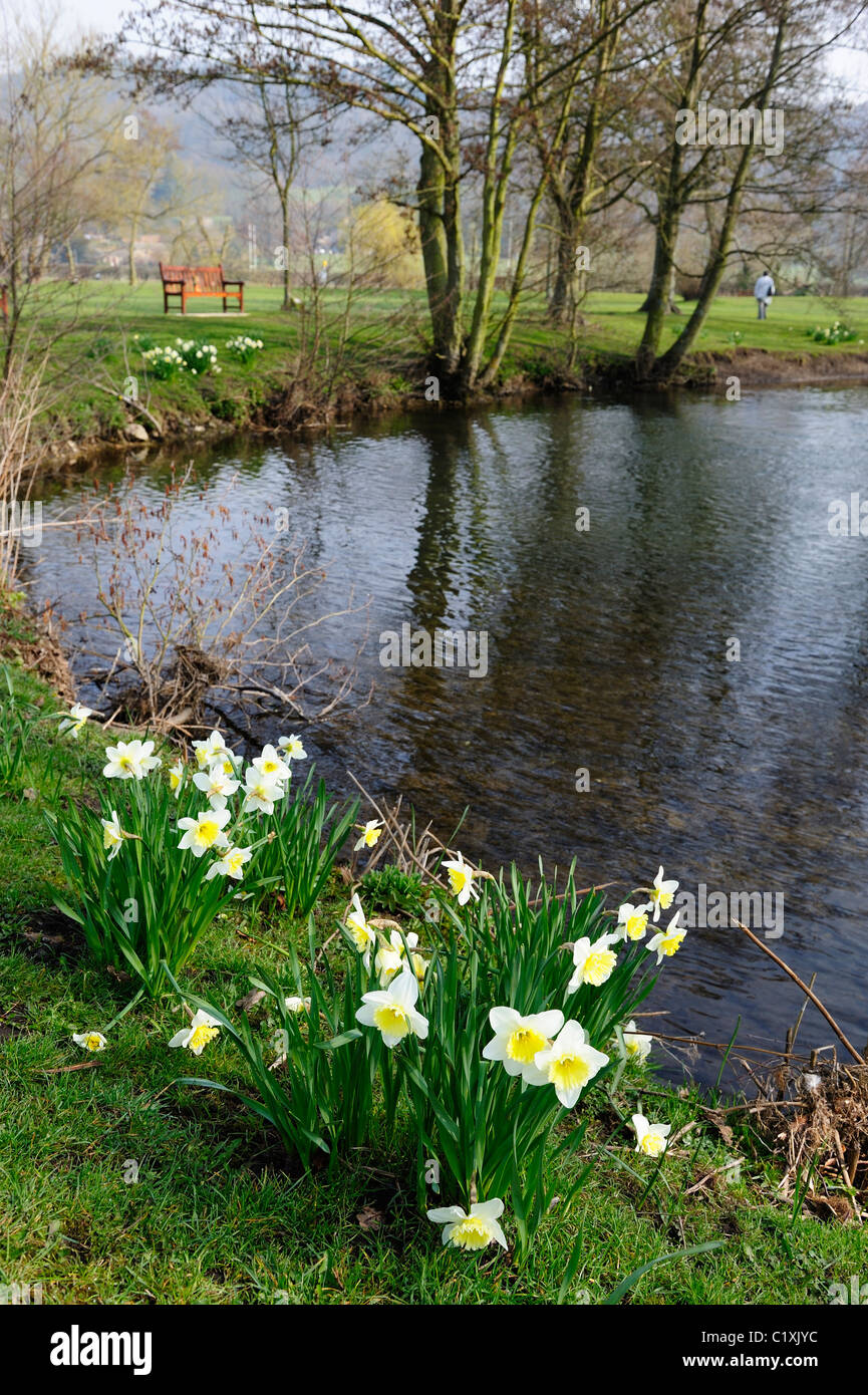 spring daffodils on the river wye bakewell Derbyshire england uk Stock ...