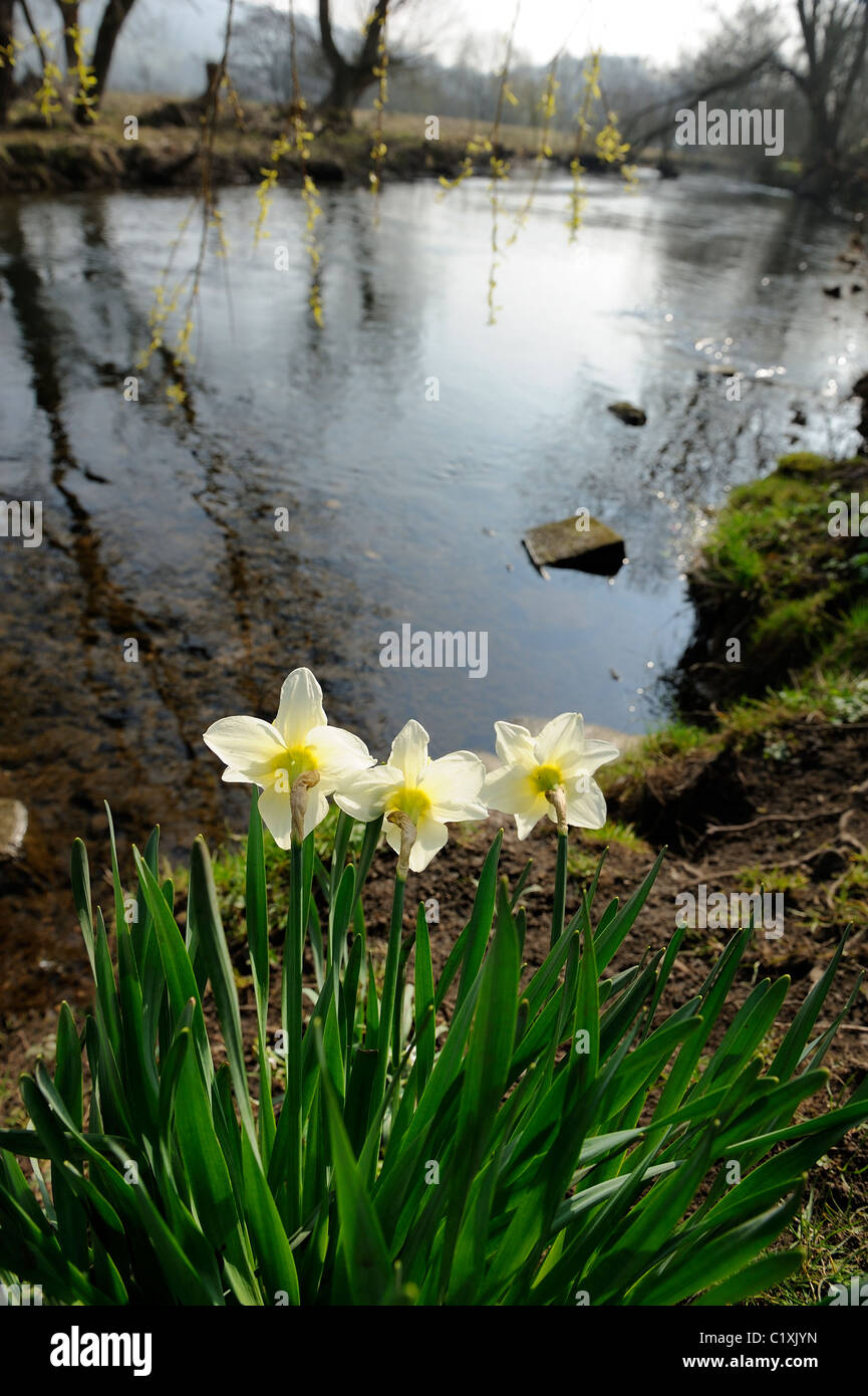 spring daffodils on the river wye bakewell Derbyshire england uk Stock ...