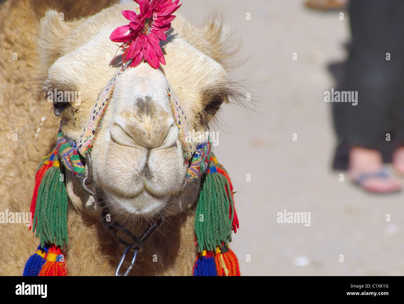 Camel eye close up hi-res stock photography and images - Alamy