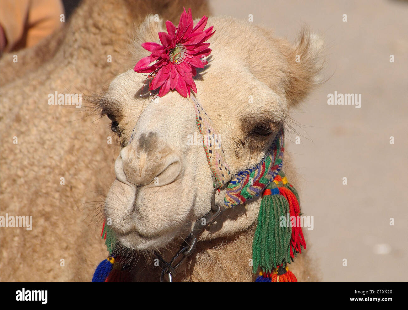 Camel eye close up hi-res stock photography and images - Alamy