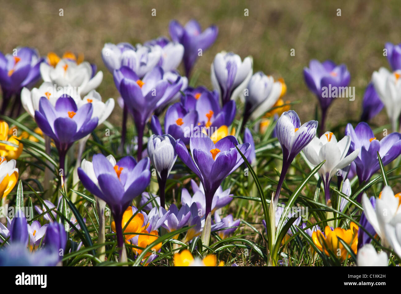 Purple flowers crocuses on hi-res stock photography and images - Alamy