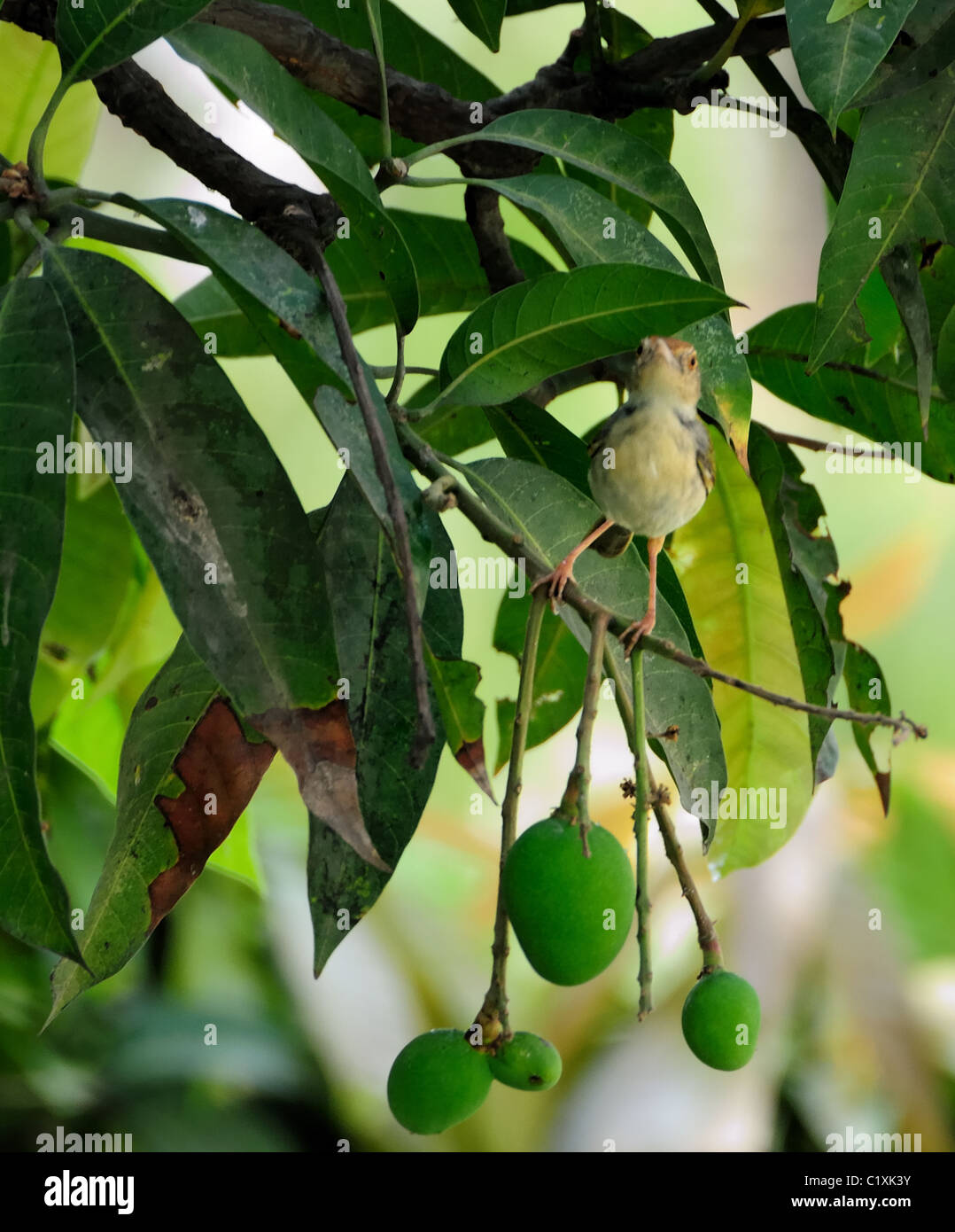 A tailor bird, Orthotomus sutorius, on a mango tree branch with green ...