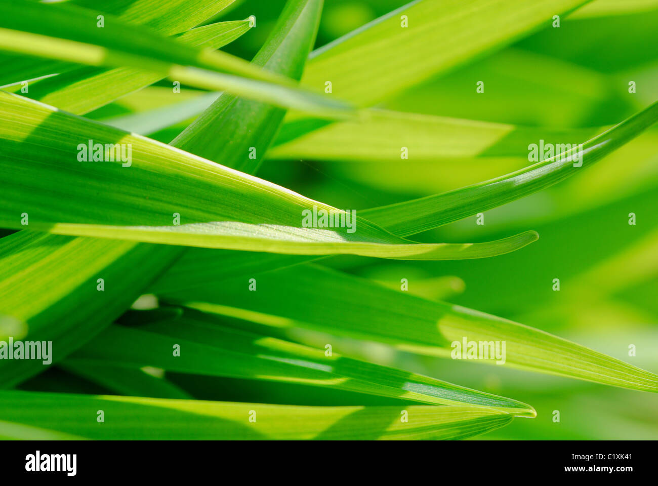 Graphic pattern grass hi-res stock photography and images - Alamy