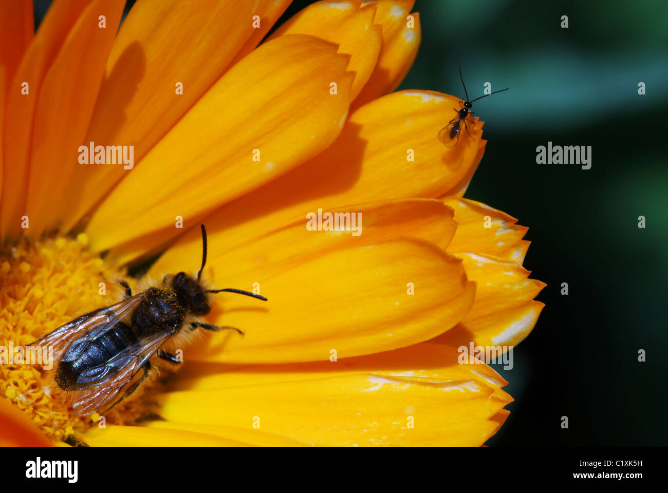 A large and a small bug sitting on a bright orange calendula flower ...