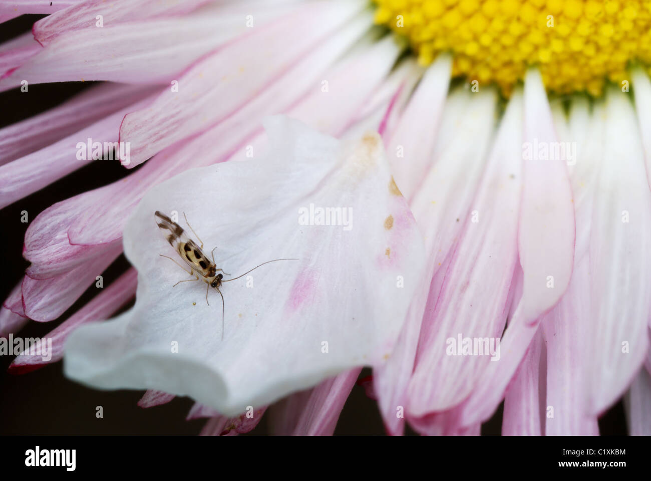 Tiny spotted insect on pink daisy flower petals Stock Photo - Alamy
