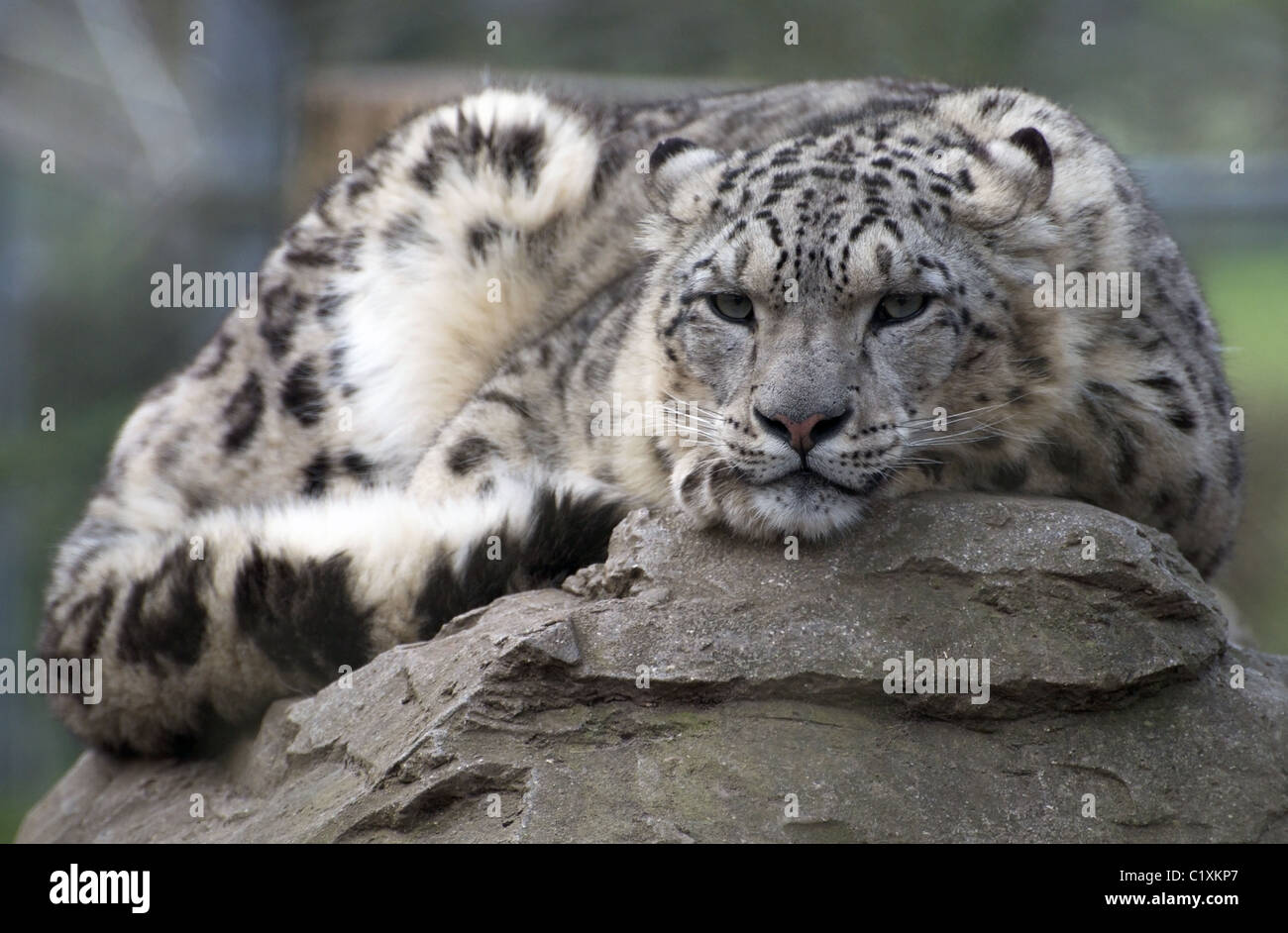 Female snow leopard Stock Photo - Alamy