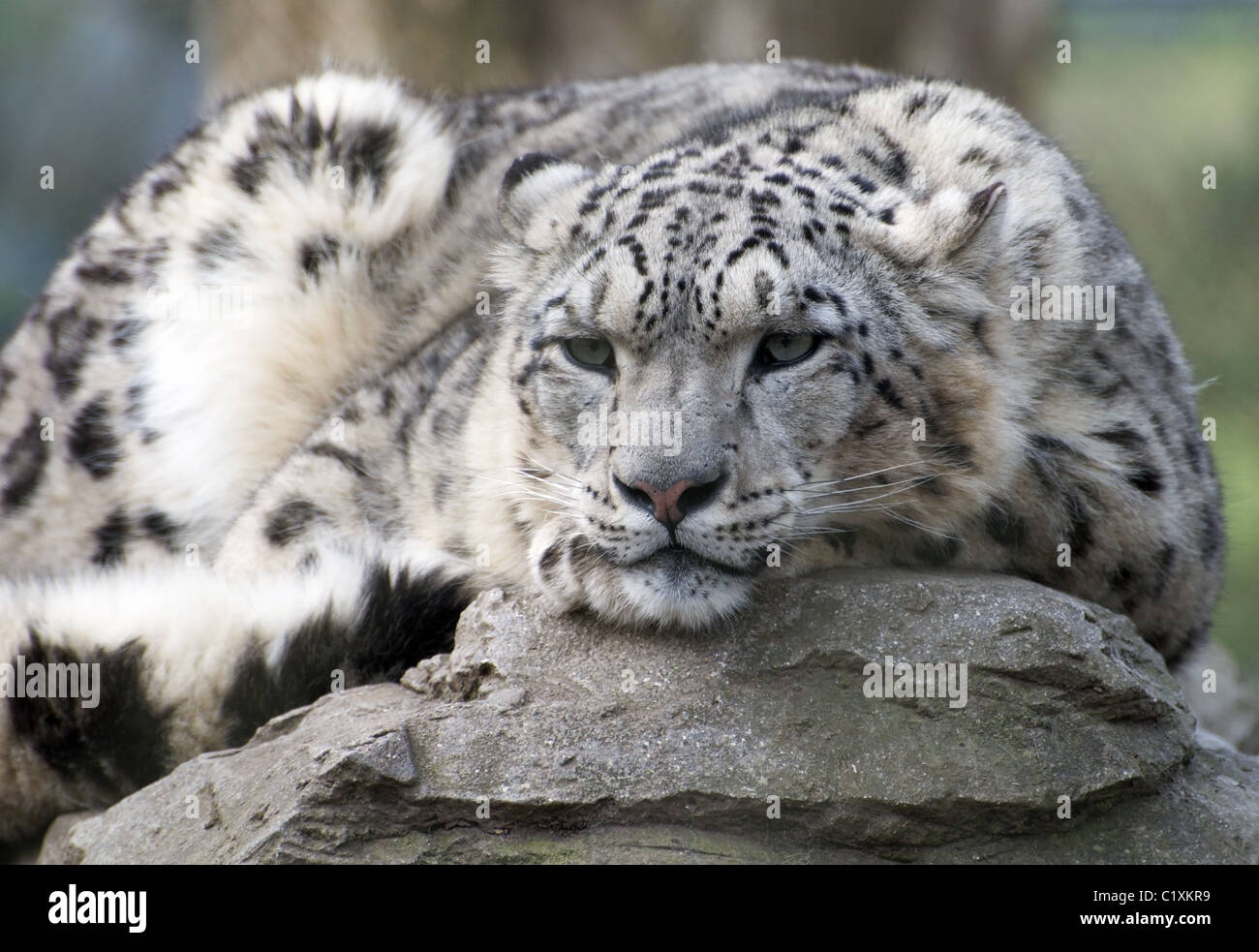 Female snow leopard Stock Photo - Alamy