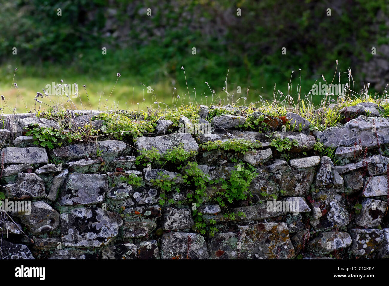 View of some aged and ancient stone wall with grass growing on top of ...
