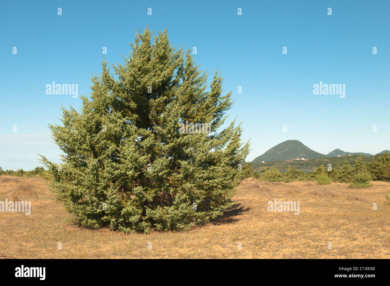 Corfu, Greece. Prickly juniper (Juniperus oxycedrus), also known as ...