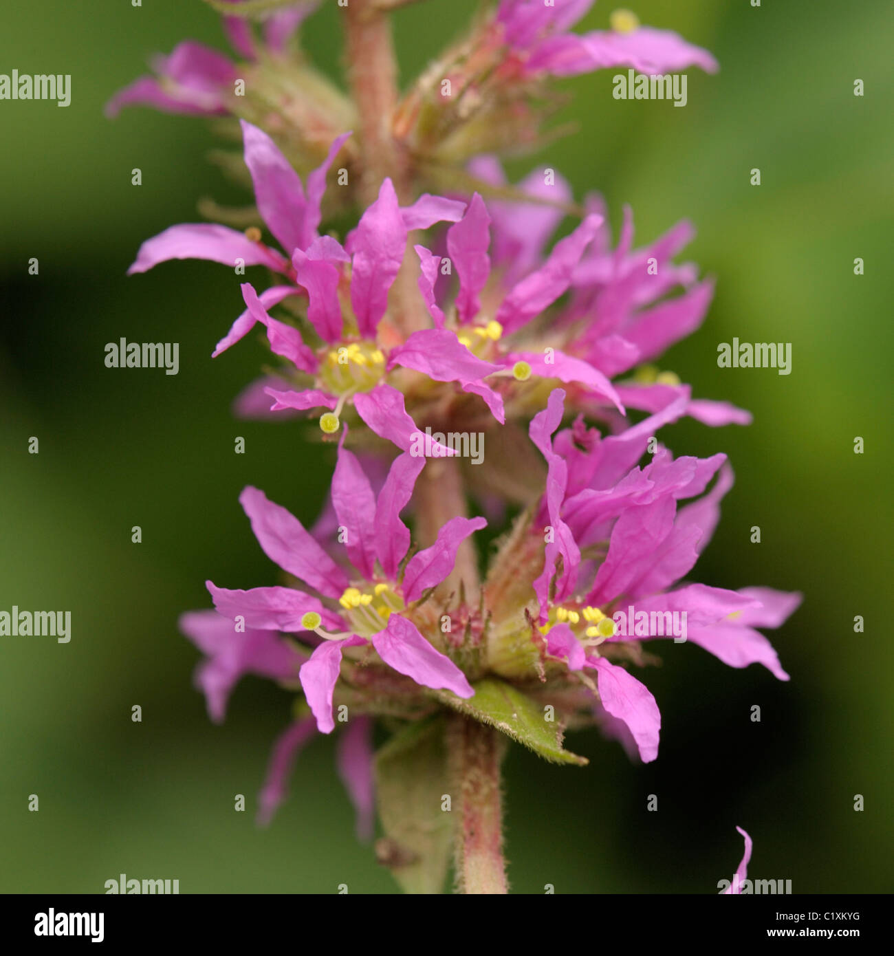 Heterostyly hi-res stock photography and images - Alamy
