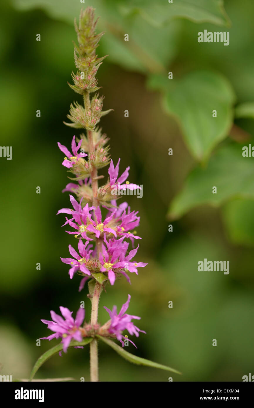 Purple-loosestrife, lythrum salicaria Stock Photo - Alamy