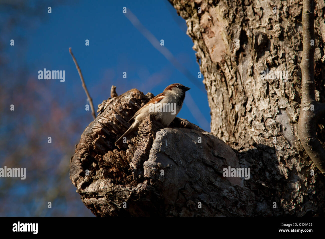 Sparrow in Tree Stock Photo - Alamy