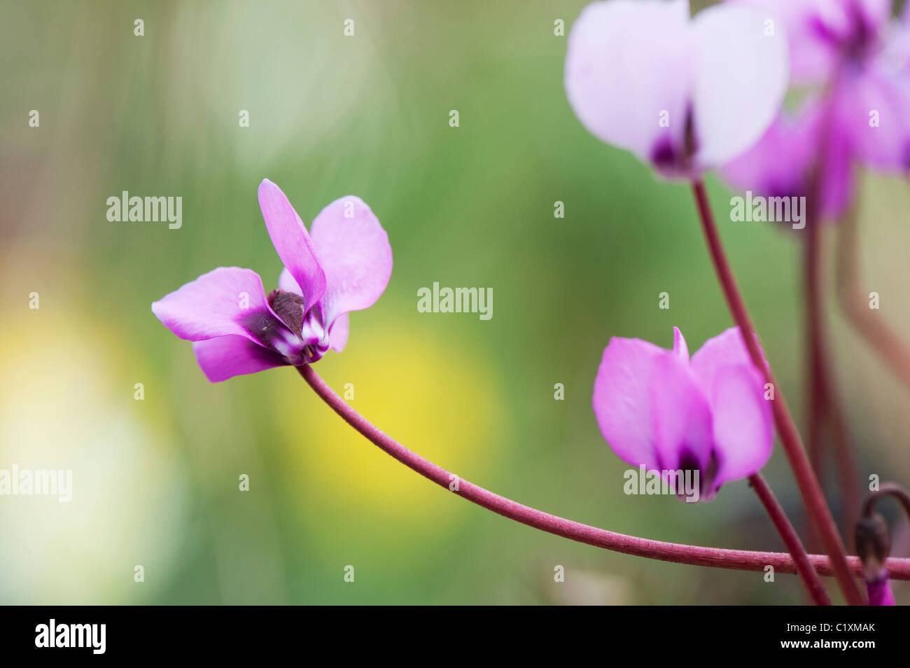 Cyclamen Coum flower Stock Photo - Alamy