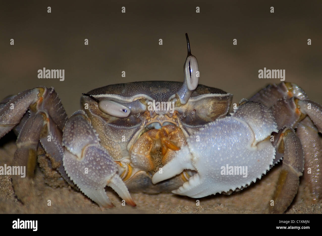 Horned ghost crab hi-res stock photography and images - Alamy