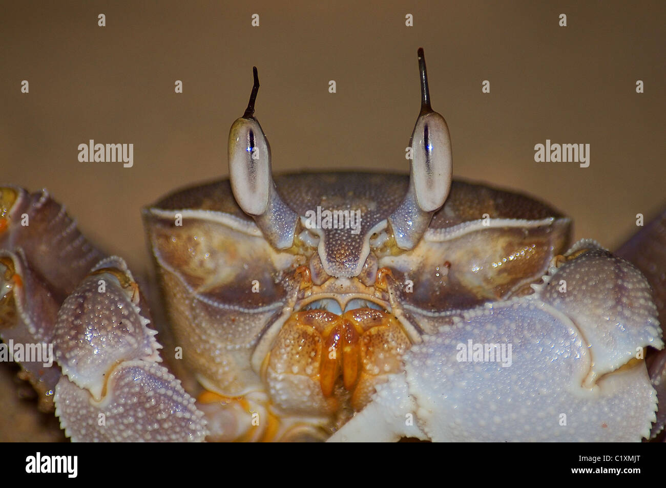 Horned ghost crab hi-res stock photography and images - Alamy