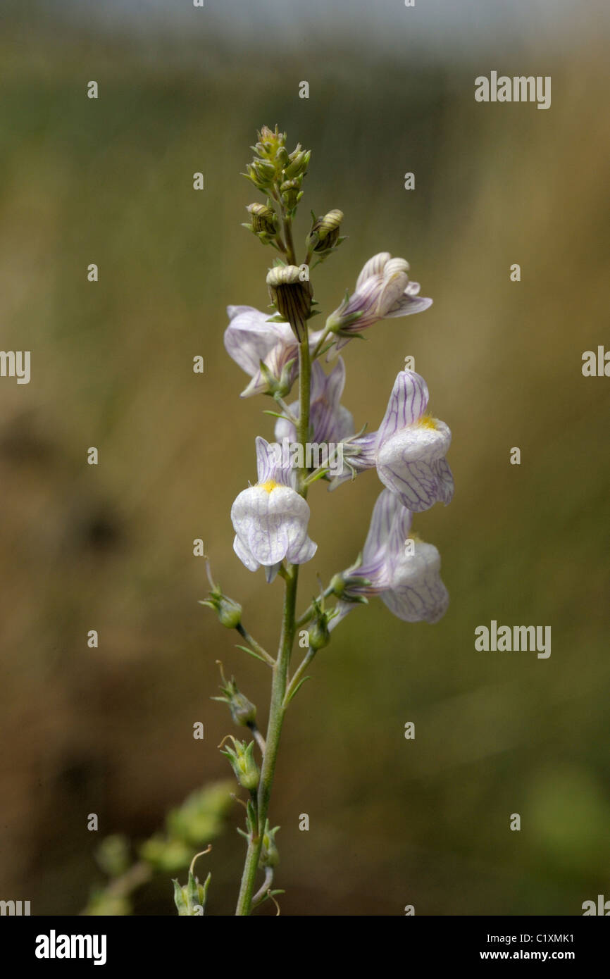 Pale toad flax hi-res stock photography and images - Alamy