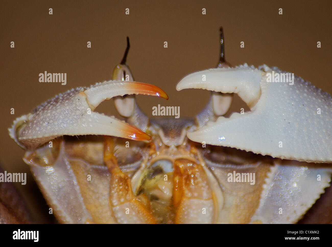 Ghost crab, horned ghost crab or horn-eyed ghost crab (Ocypode ...