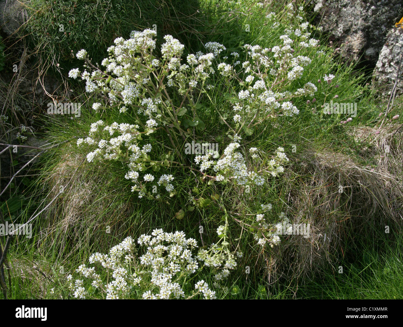 Common Scurvy-grass, Cochlearia officinalis, Brassicaceae. Cornwall ...