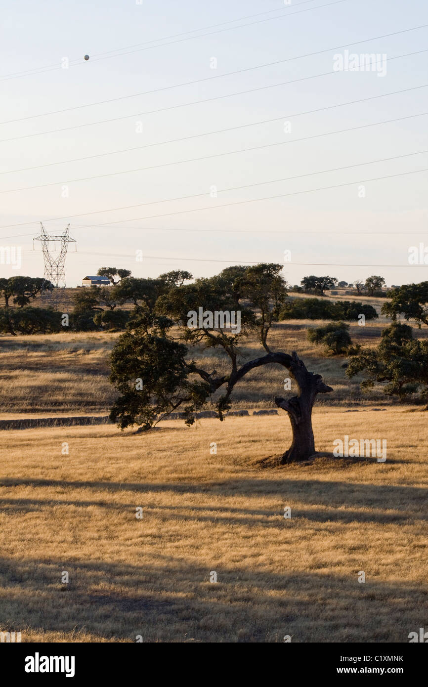 Olm hi-res stock photography and images - Alamy