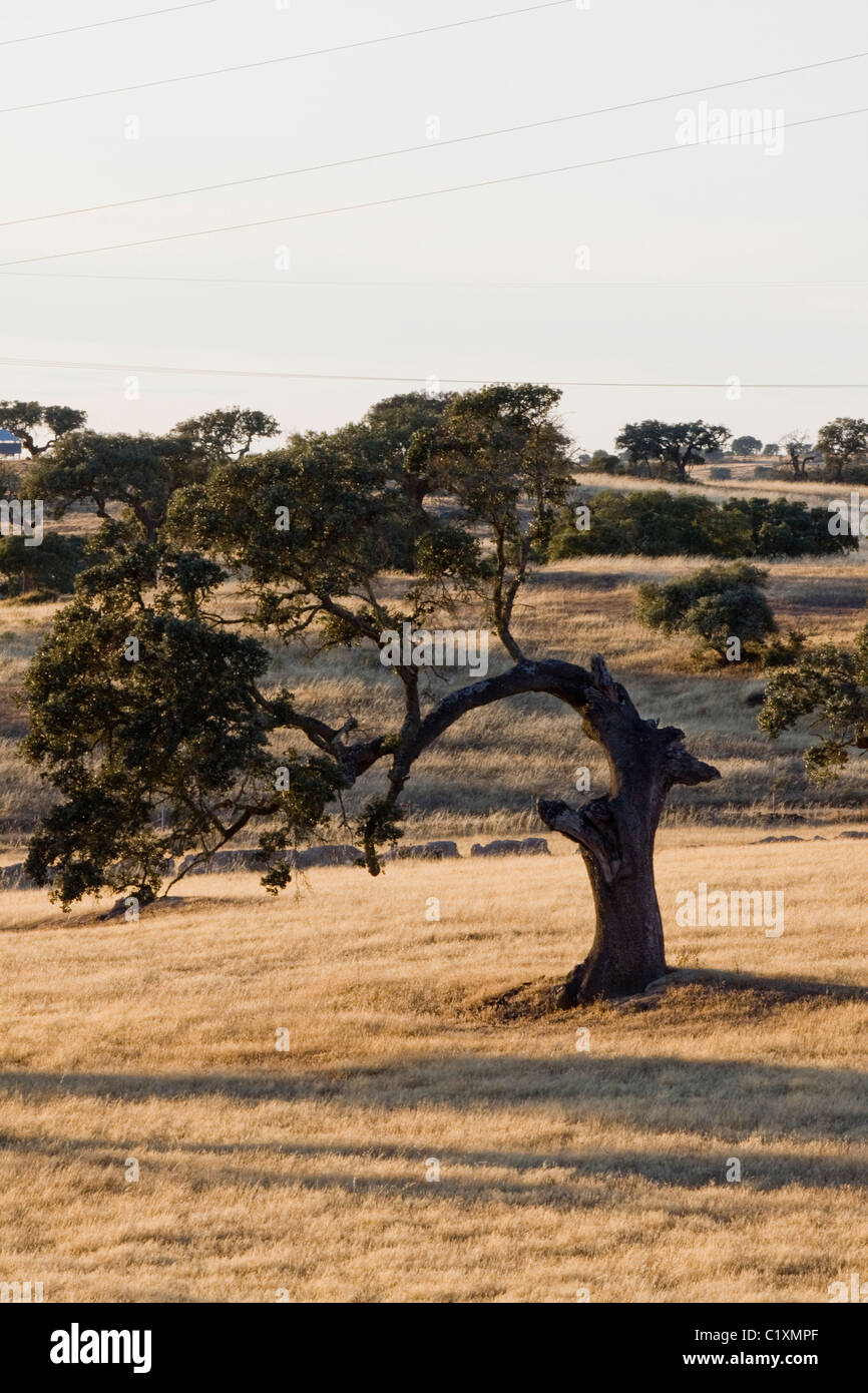 Olm hi-res stock photography and images - Alamy