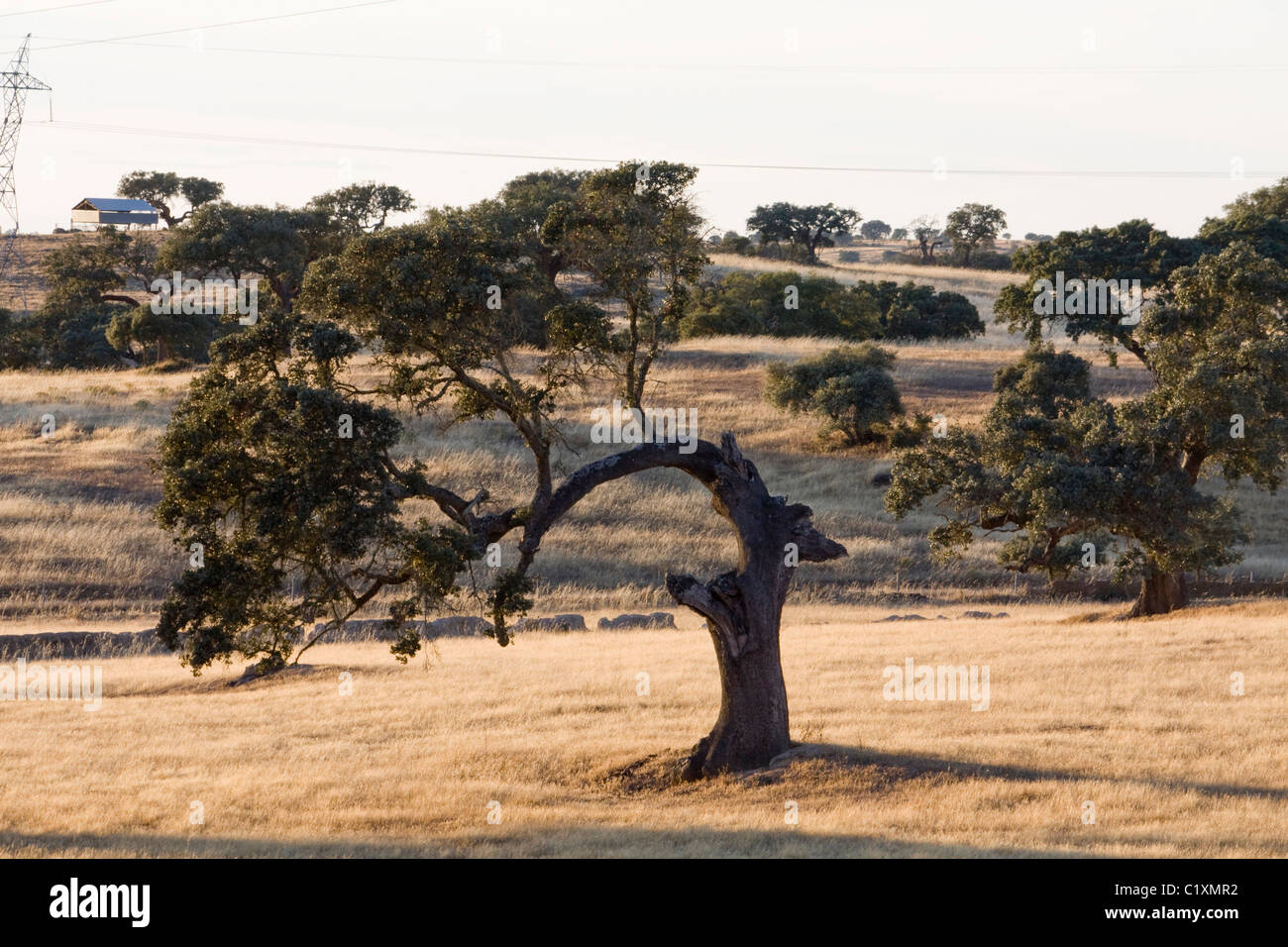 Curved holm oak tree on a dry grass field Stock Photo - Alamy