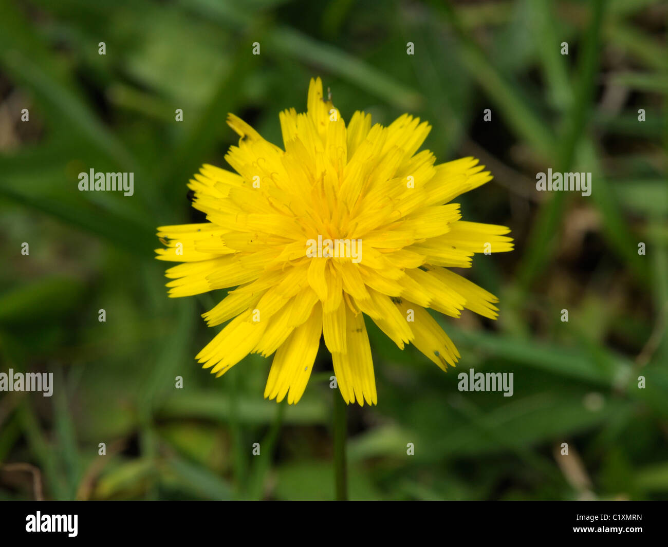 Rough Hawkbit, leontodon hispidus Stock Photo - Alamy