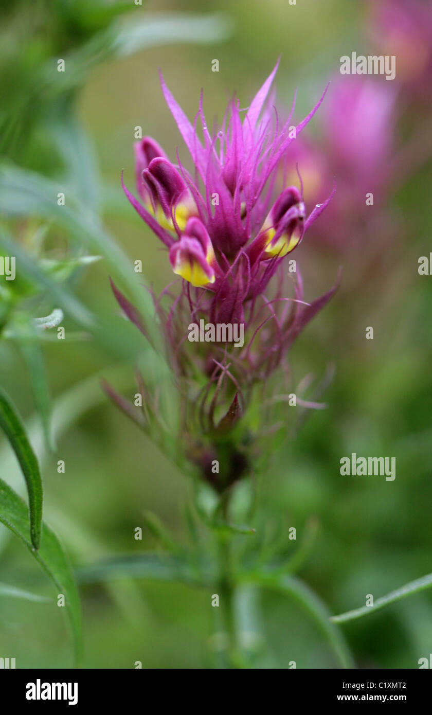 Field Cow-wheat, Melampyrum arvense, Orobanchaceae. UK and Europe Stock ...