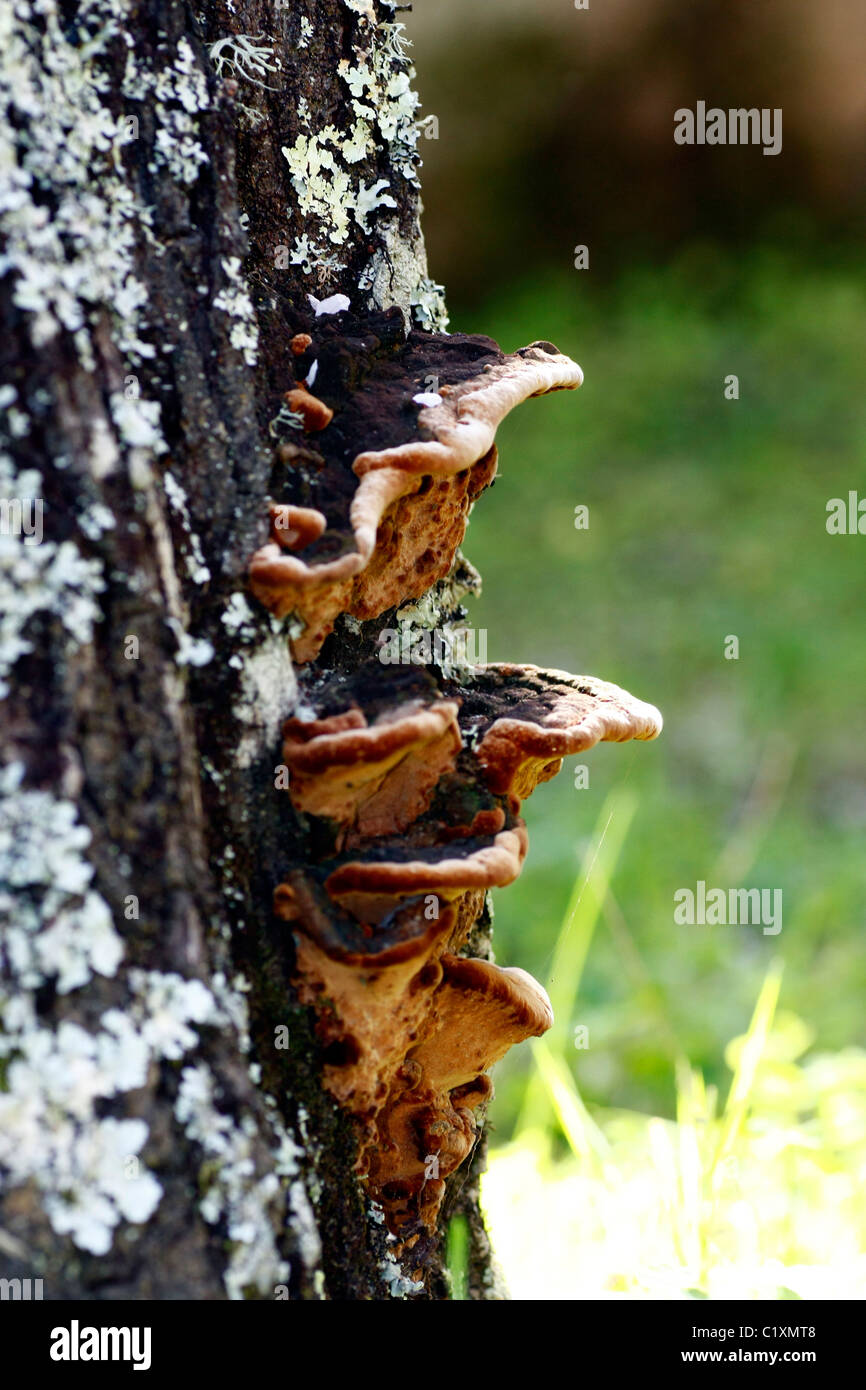 Close view of some tree bark texture with fungus Stock Photo - Alamy